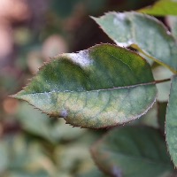 leaf disease Object Detection Dataset and Pre-Trained Model by Roboflow 100