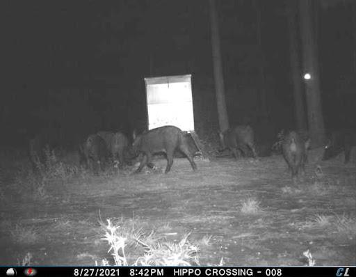 Trail Camera Object Detection Dataset And Pre Trained Model By Roboflow 100