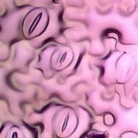 stomata cells Object Detection Dataset and Pre-Trained Model by Roboflow 100