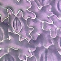 stomata cells Object Detection Dataset and Pre-Trained Model by Roboflow 100