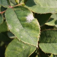 leaf disease Object Detection Dataset and Pre-Trained Model by Roboflow 100