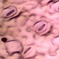 stomata cells Object Detection Dataset and Pre-Trained Model by Roboflow 100