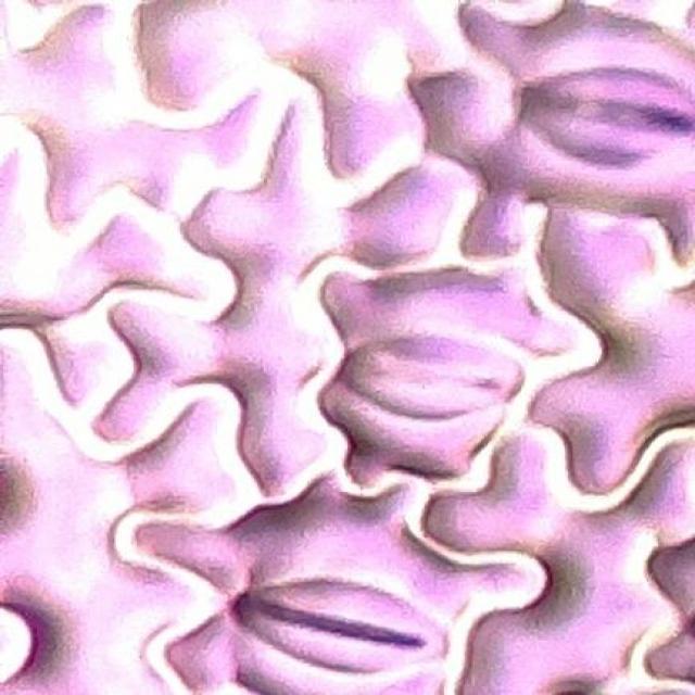 How To Use The Stomata Cells Object Detection Api