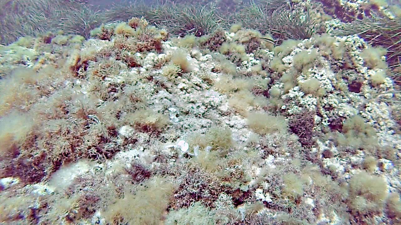 How to Use the peixos fish Object Detection API