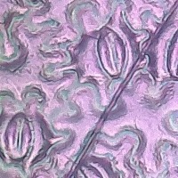 stomata cells Object Detection Dataset and Pre-Trained Model by Roboflow 100