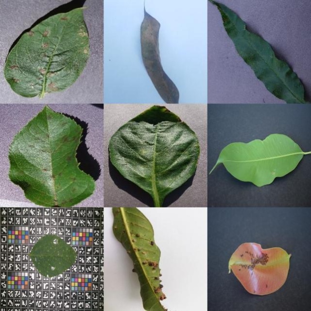 (Diseased) Leaf Detector Object Detection Dataset by shub2