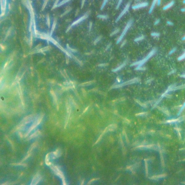 Trichome Xx Object Detection Dataset And Pre Trained Model By Cau