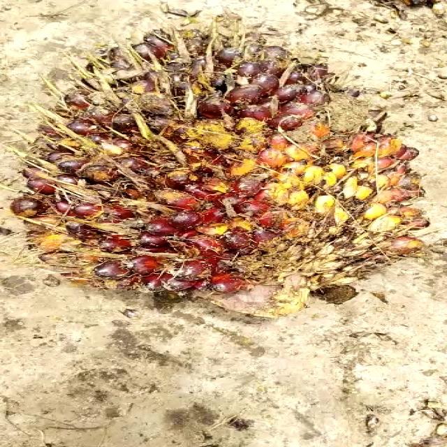 Oil palm tree Object Detection Dataset by ASAAD TAHA