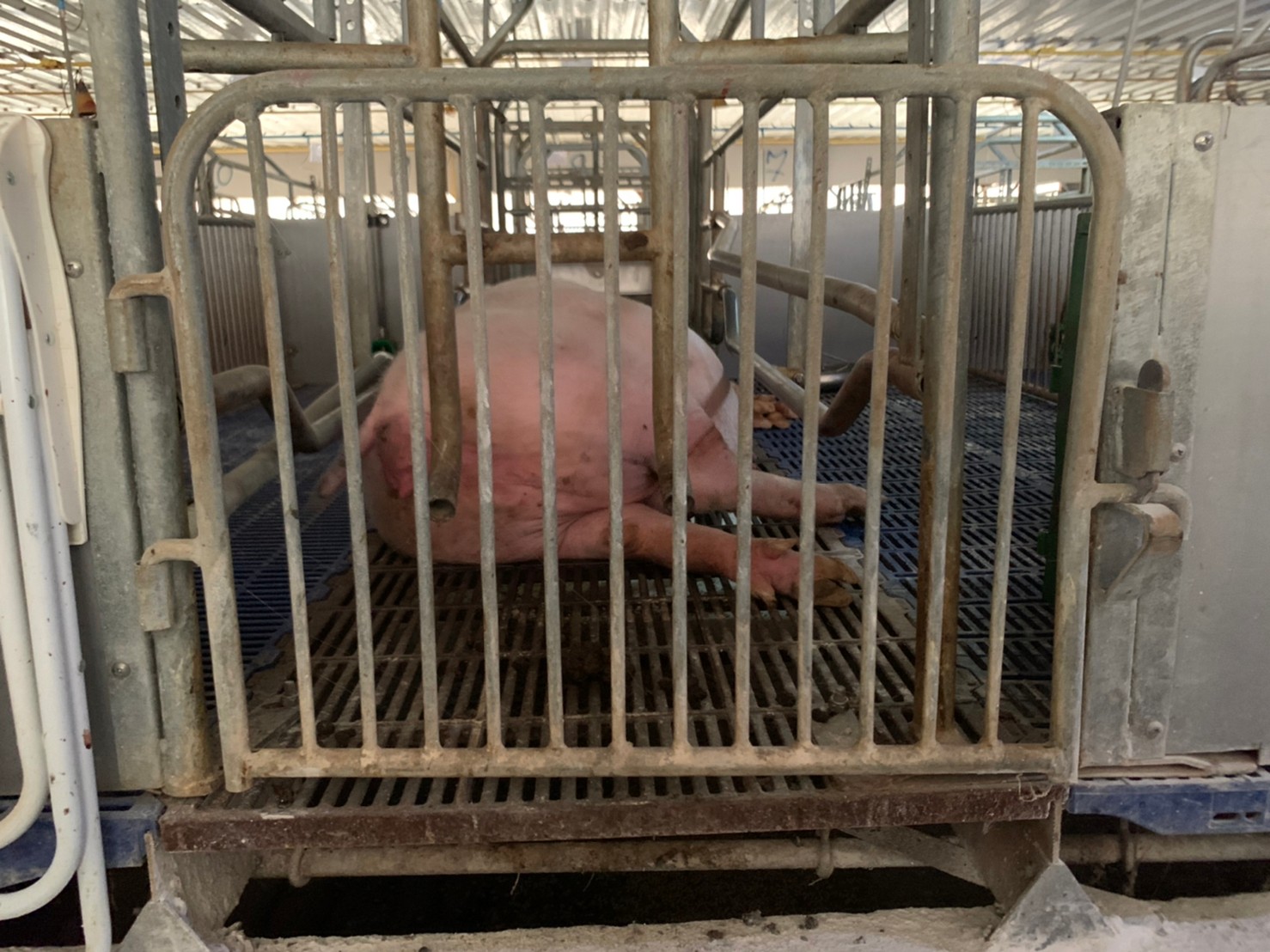 Pigs Object Detection Dataset by Penguin