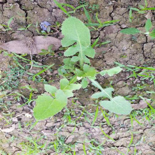 Weeds Detection Computer Vision Dataset By Weed