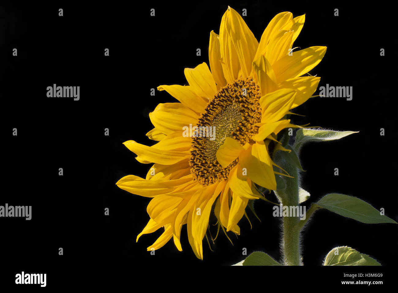 flower Object Detection Dataset by Celebalworkplace