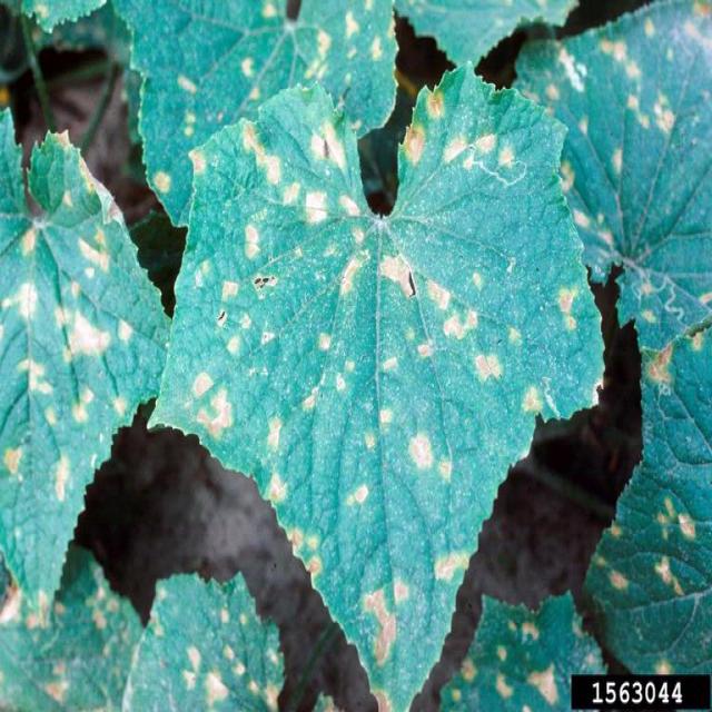 leaf Detection1 Object Detection Dataset and Pre-Trained Model by St ...