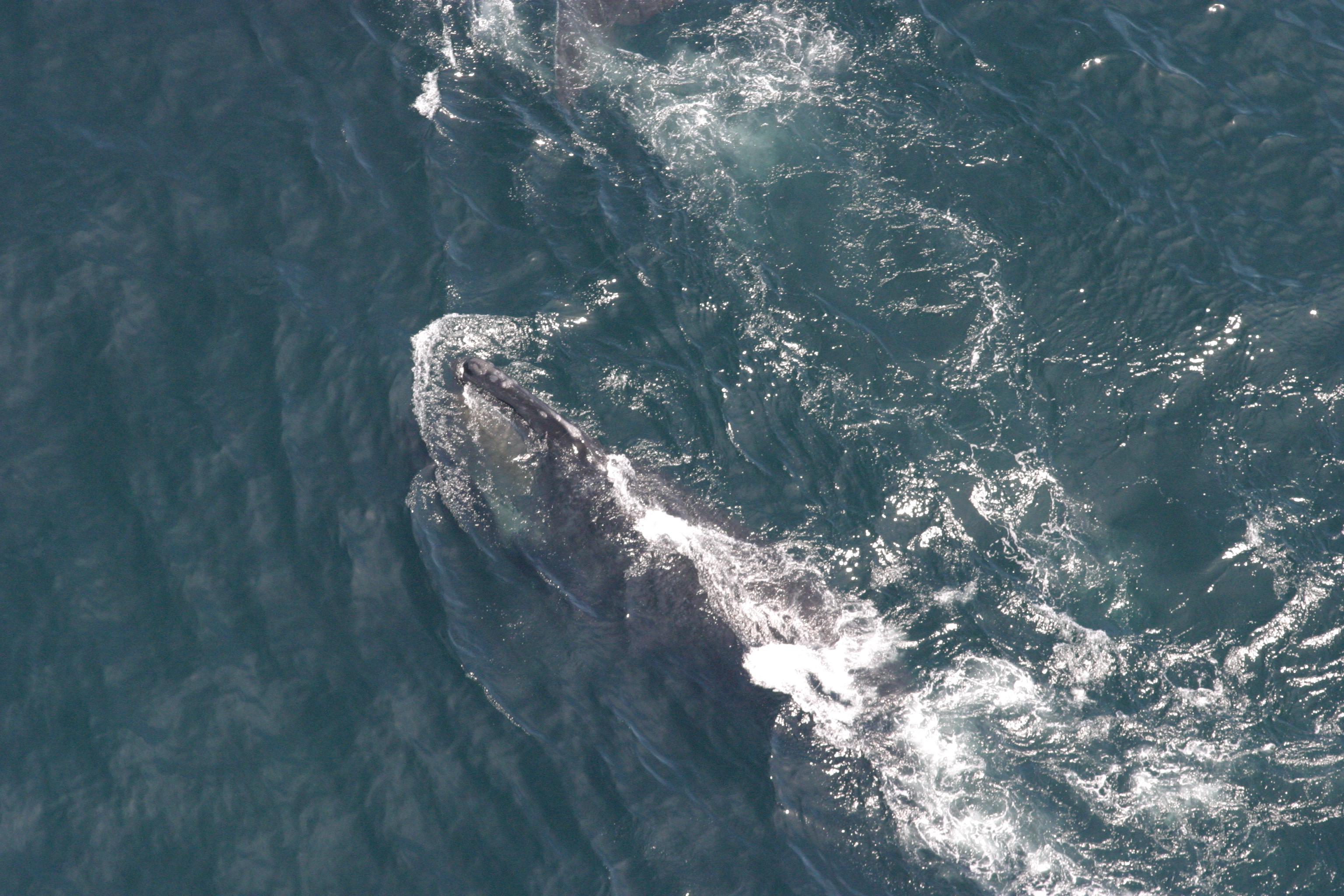 Whales Object Detection Dataset And Pre Trained Model By Whale Detection