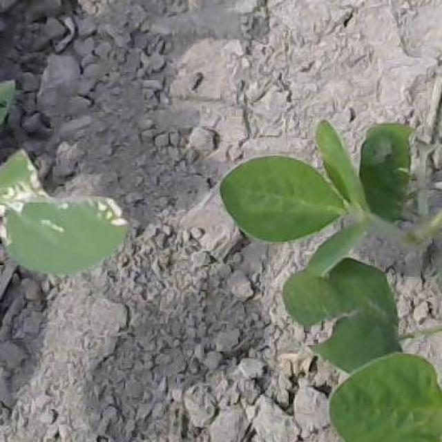 Weed Detection Eli Version Object Detection Dataset By Mtsu