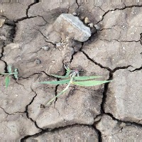 crop and weed image dataset Object Detection Dataset by MTSU