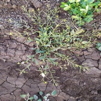 crop and weed image dataset Object Detection Dataset by MTSU