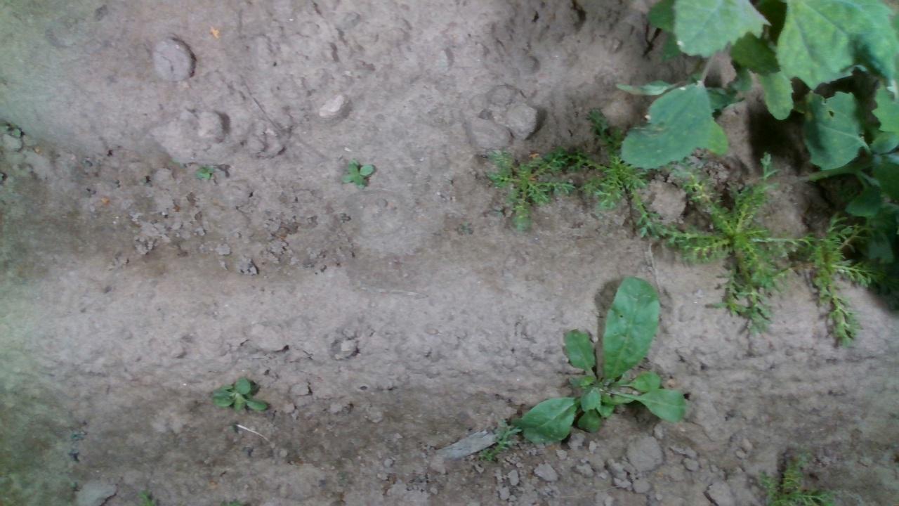 Weed Crop Images Object Detection Dataset By Mtsu