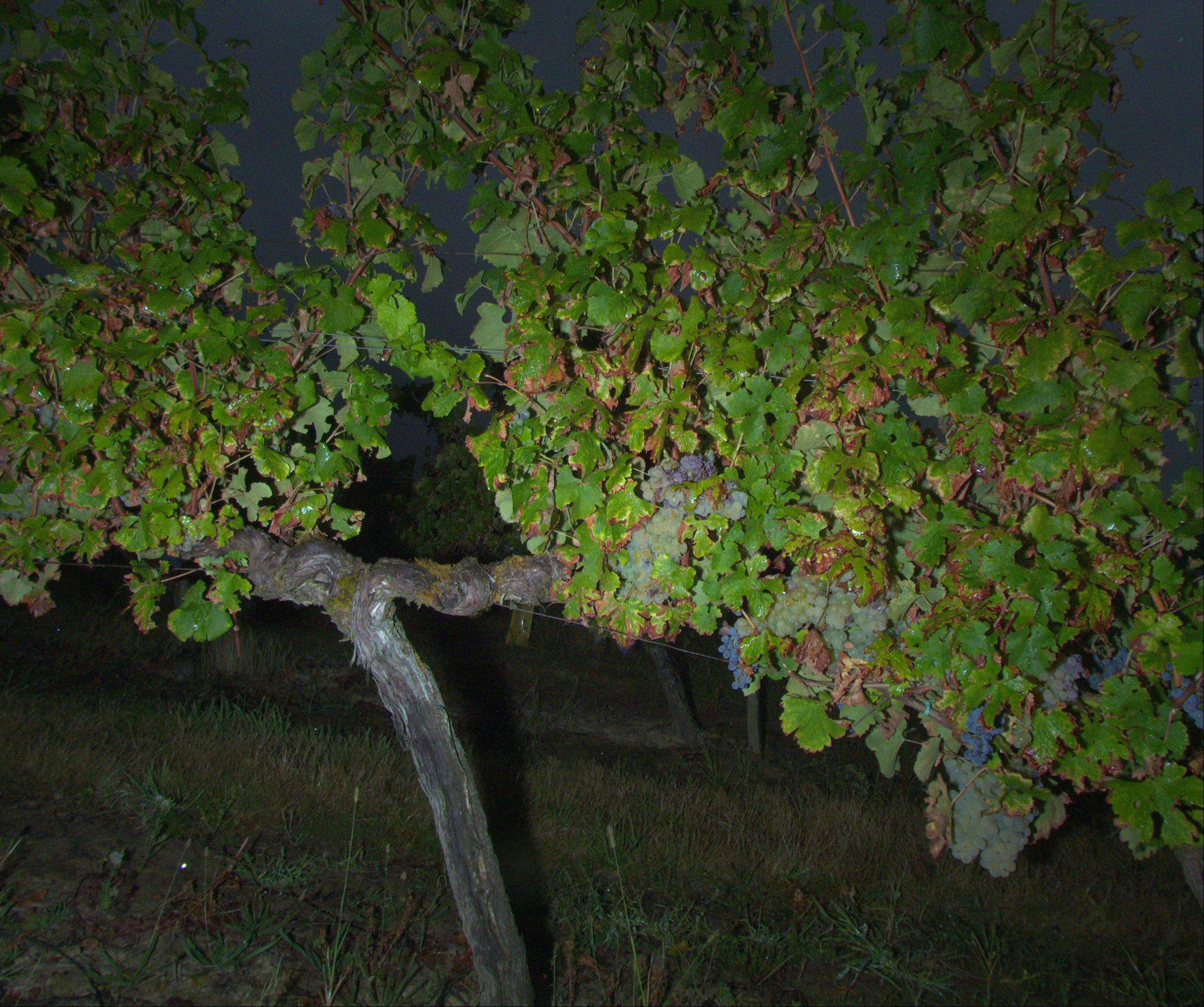 Grapevine disease detection Object Detection Dataset by UTAD