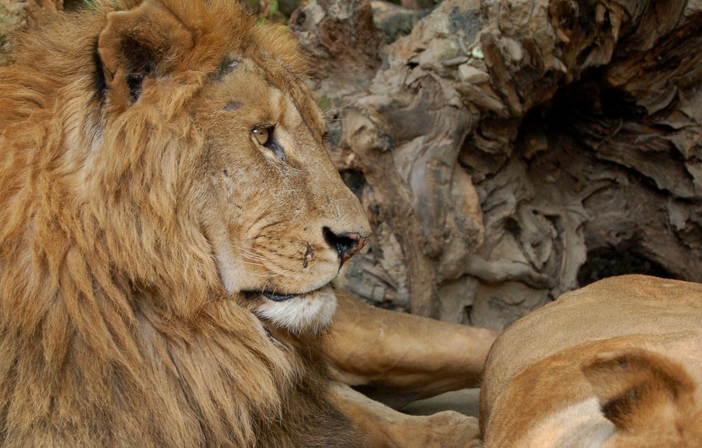 Lion Object Detection Dataset by Animal