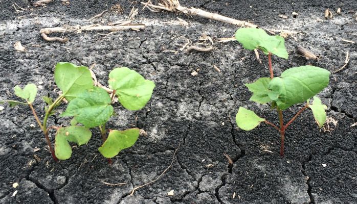 Plant Pest And Disease Detection Classification Dataset By Syed Zain Ul Abidin