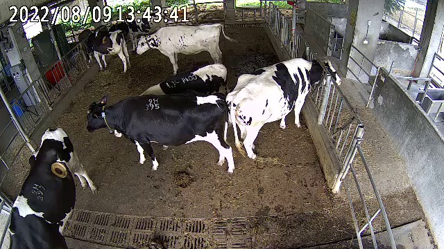 cow_test_dataset4 Object Detection Dataset by National Chung Hsing ...