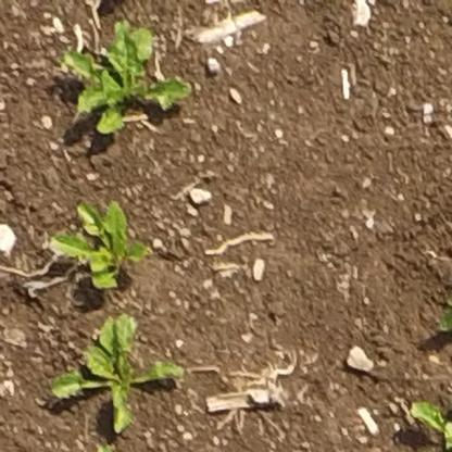 Plant Count Object Detection Dataset by CLASS