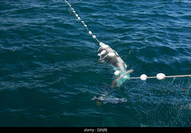 Faltech - Roboflow Universe