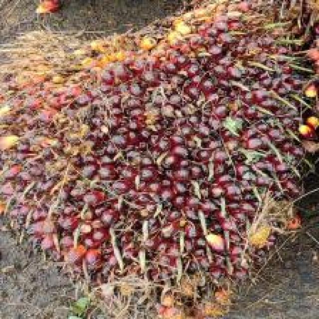 Ripeness Ffb Palm Oil Classification Dataset And Pre Trained Model By