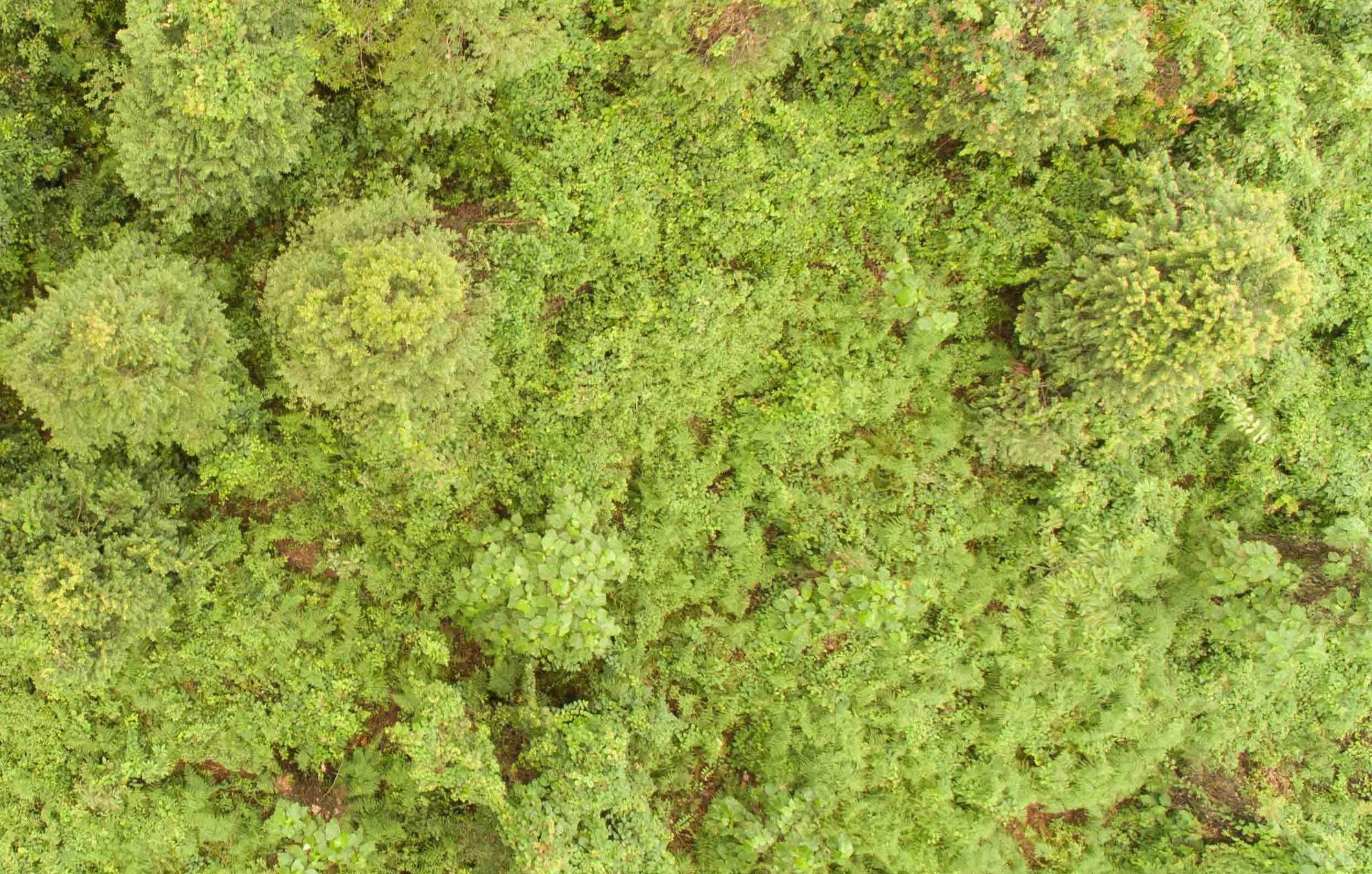 train Classification Dataset by bachelorfyp