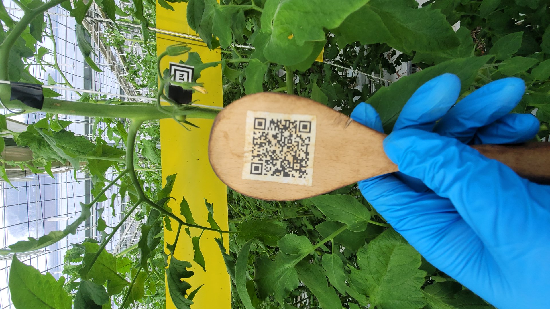 tomato Semantic Segmentation Dataset by tomato2