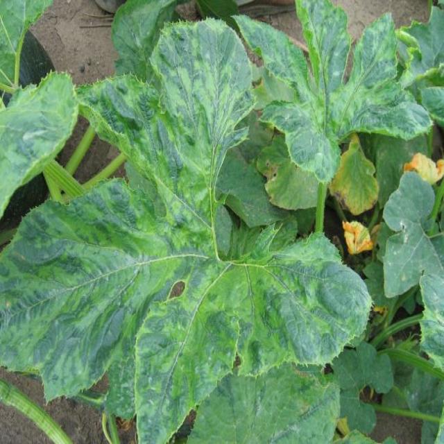 Potato Disease Object Detection Dataset and Pre-Trained Model by ...