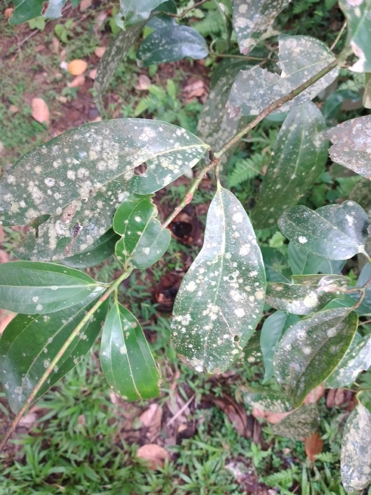 Infected Cinnamon Classification Dataset and Pre-Trained Model by NSBM ...