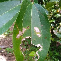 Cinnamon Diseases Classification Dataset Classification Dataset and Pre ...