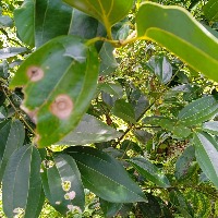 Cinnamon Diseases Classification Dataset Classification Dataset and Pre ...