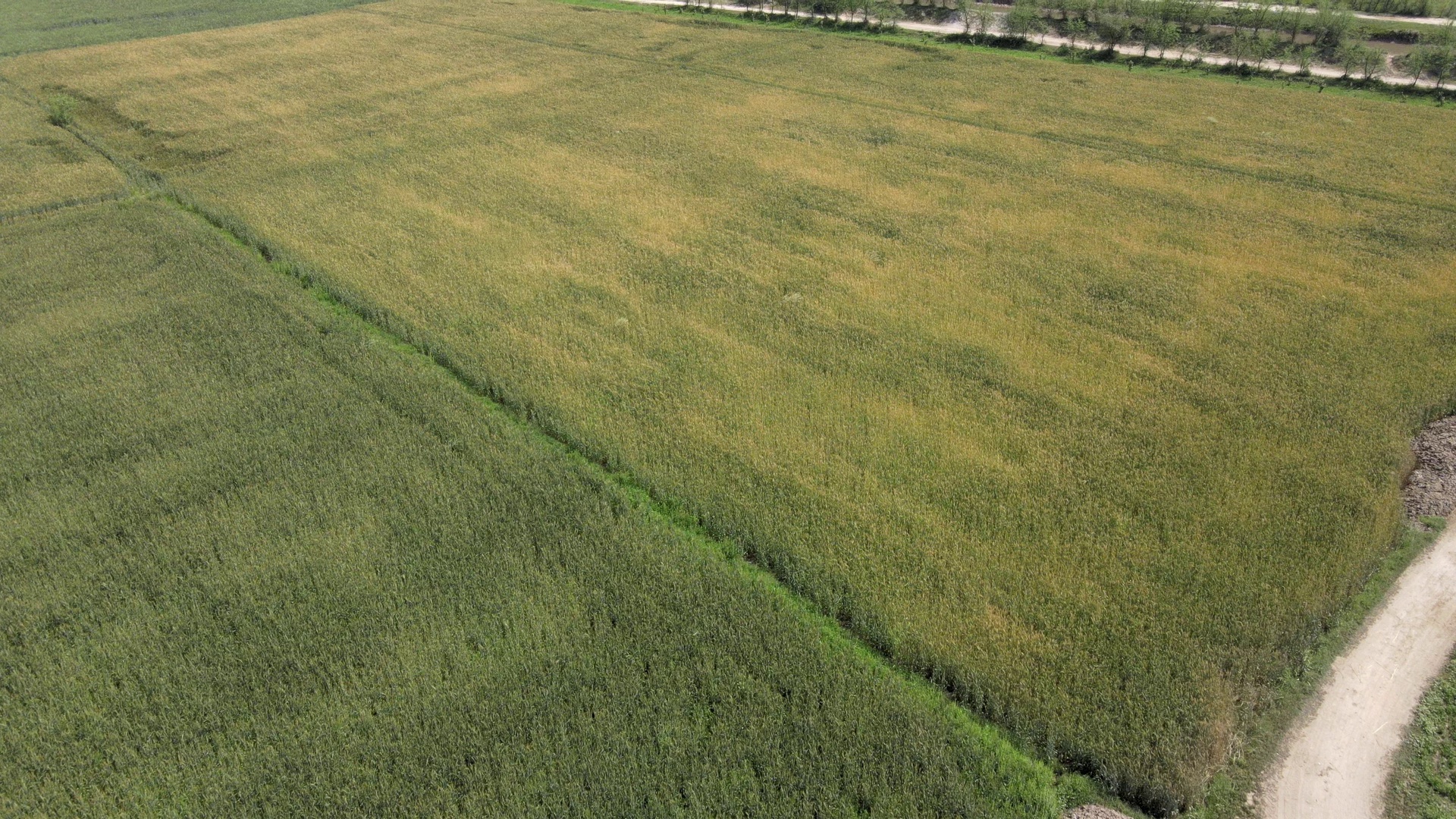 leaf_rust Object Detection Dataset by Home