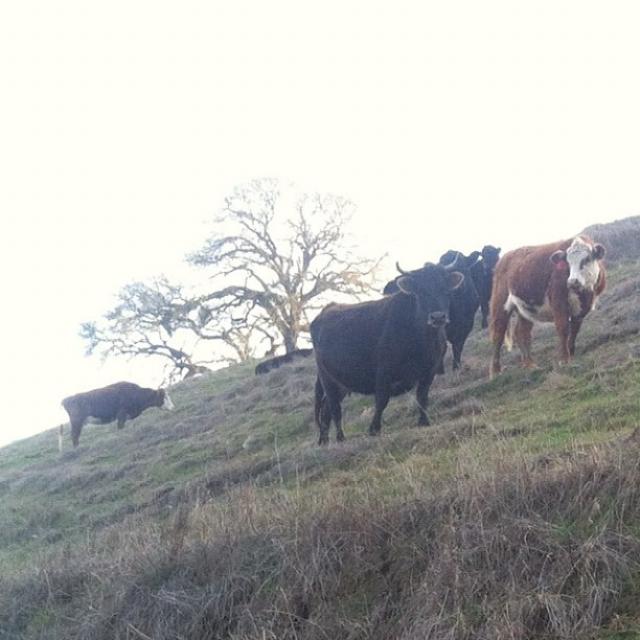 Cow Detection Object Detection Dataset By Argritechai