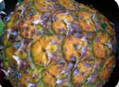 Pineapple Rind Defect Detection Object Detection Dataset and Pre-Trained Model by Cotton