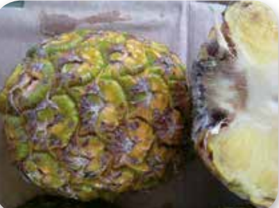 Pineapple Rind Defect Detection Object Detection Dataset by Cotton