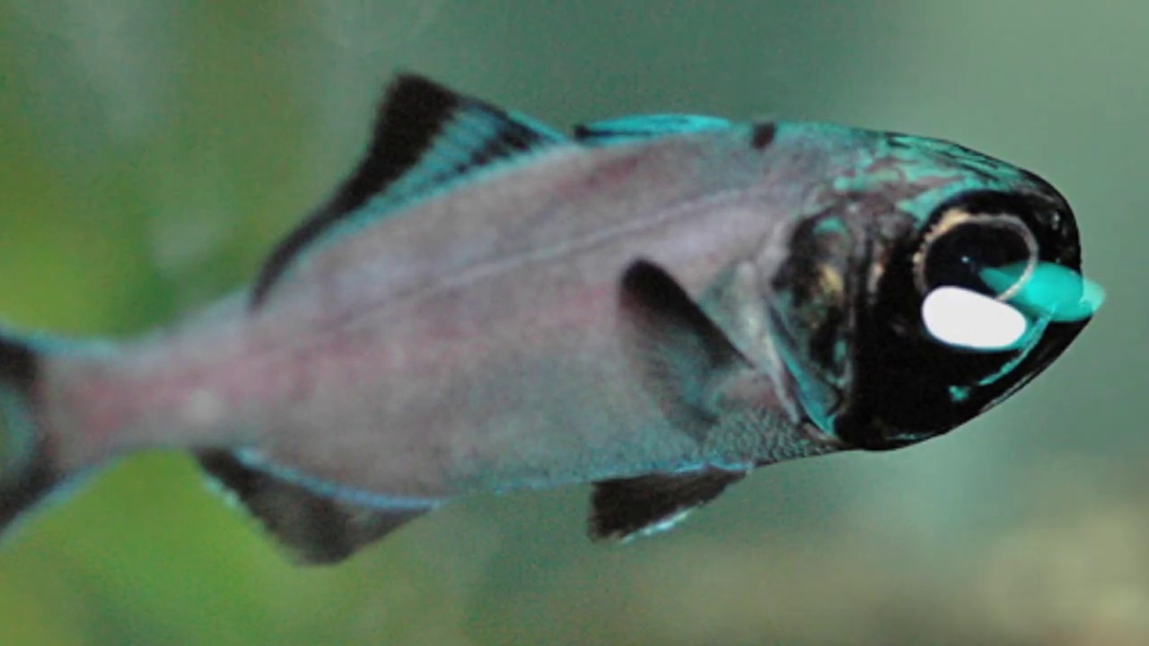 Flashlight_Fish Object Detection Dataset by Parvej Hosen