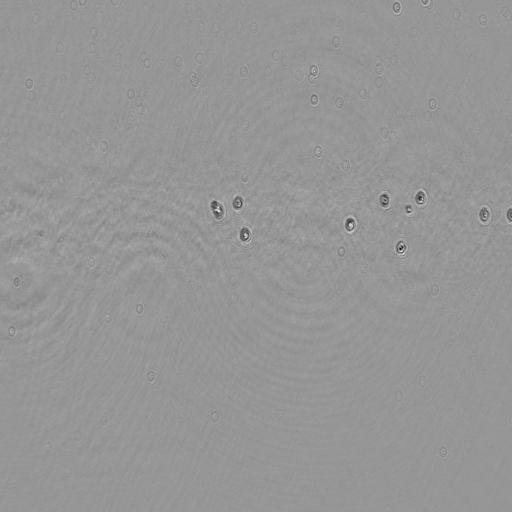 Inactiveale 10x Focus0 Image Dataset Delaney Sanborn Workspace Object Detection Dataset By