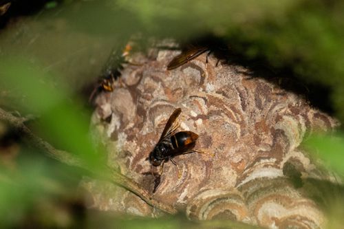 hornet Object Detection Dataset by hornets