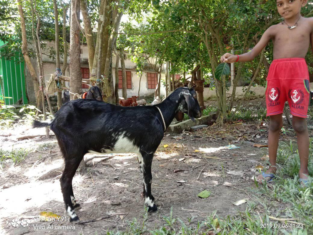 Goat Weight Prediction Instance Segmentation Dataset and Pre-Trained Model by Team3