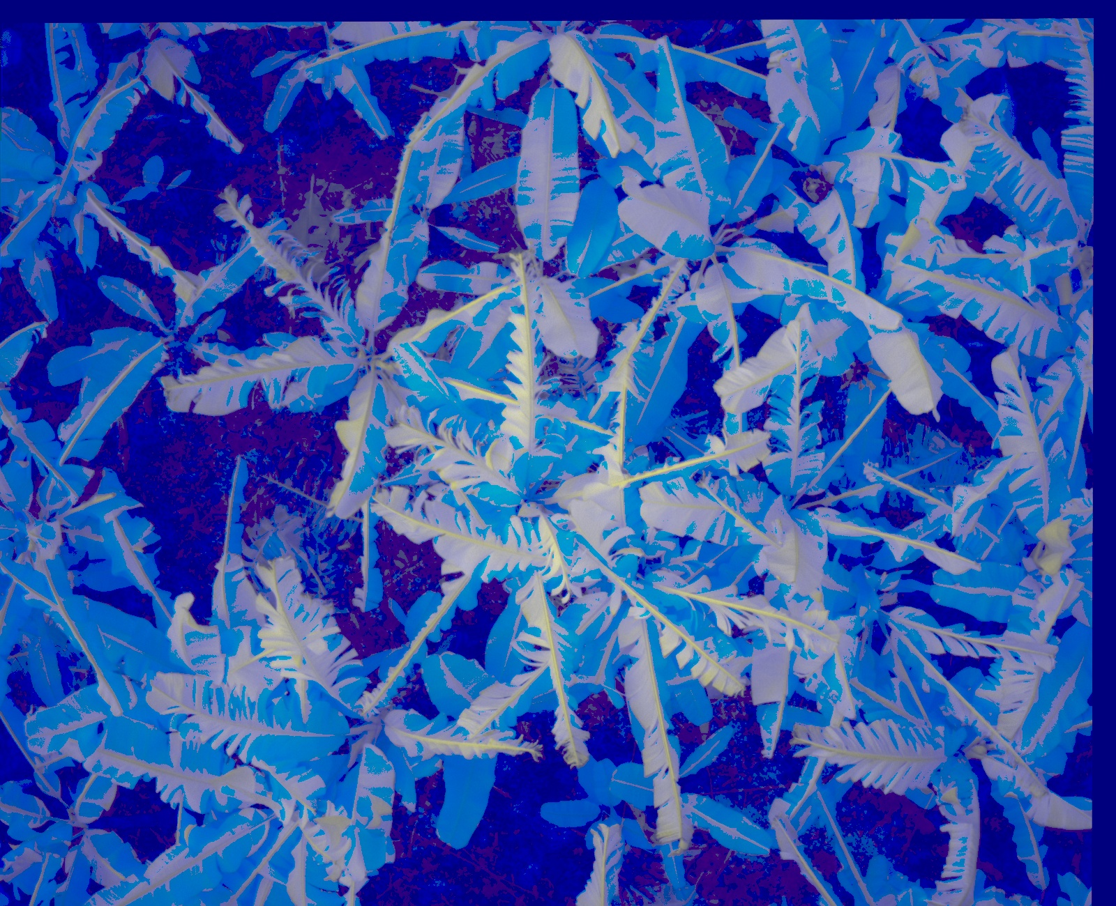 prueba_imageNDVI Object Detection Dataset and Pre-Trained Model by Tesis