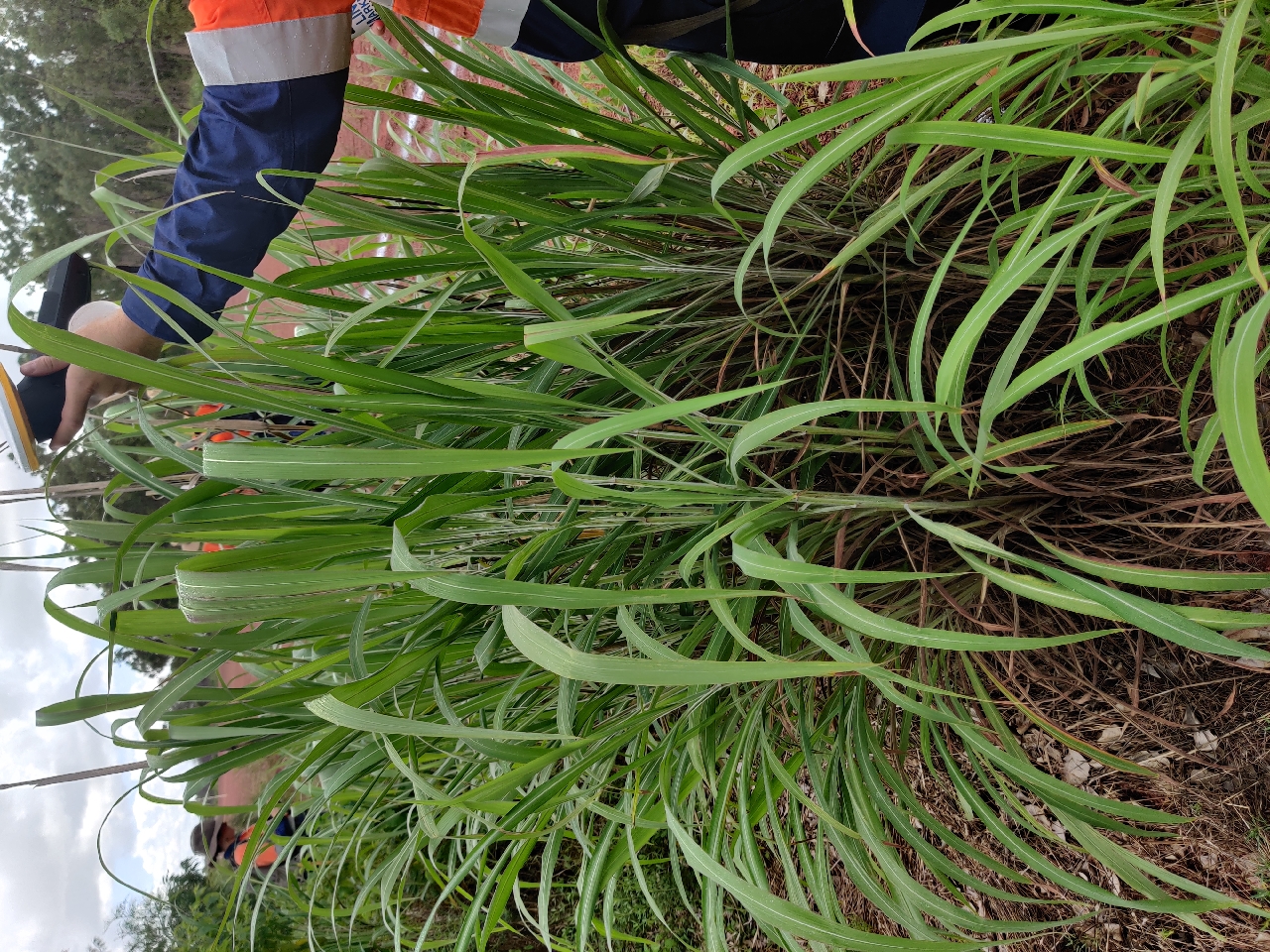 seg-gamba-grass Instance Segmentation Dataset and Pre-Trained Model by ...