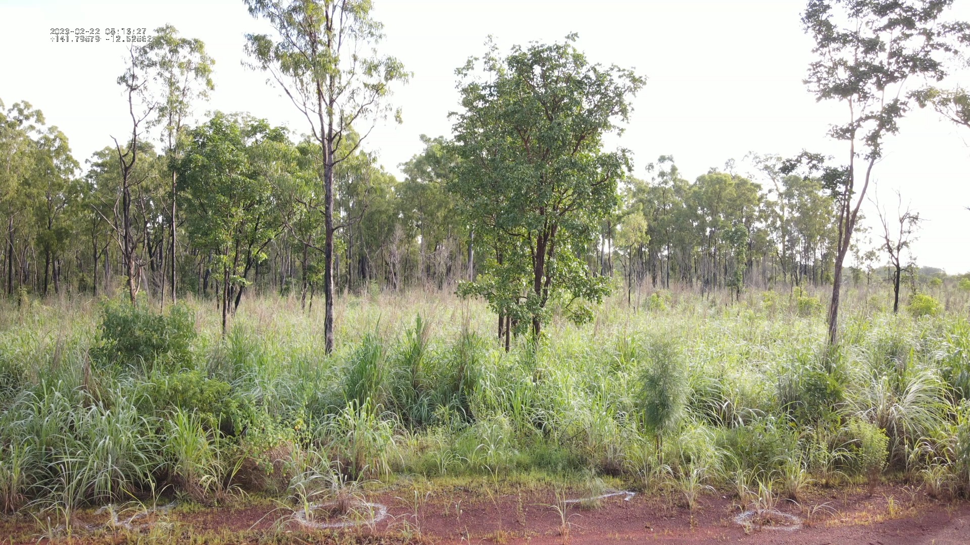 gamba-grass-video Object Detection Dataset by minbin