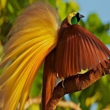 Kus Turleri Tespiti Object Detection Dataset by Hallowcloak