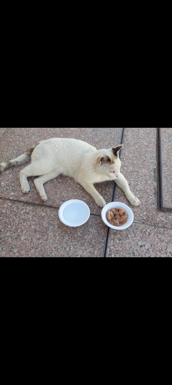 AUS Cat Detector Object Detection Dataset by AUS Cats HW Group 21