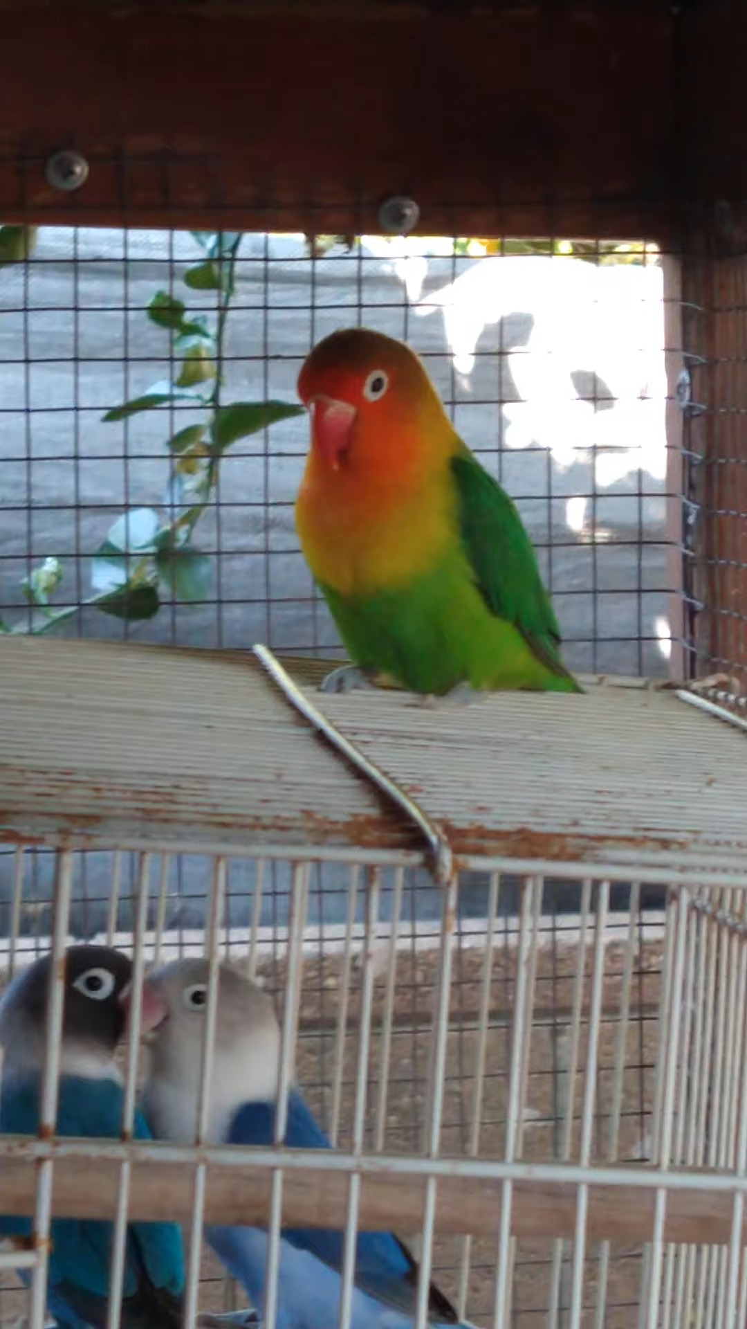 bird Object Detection Dataset and Pre-Trained Model by Robosub