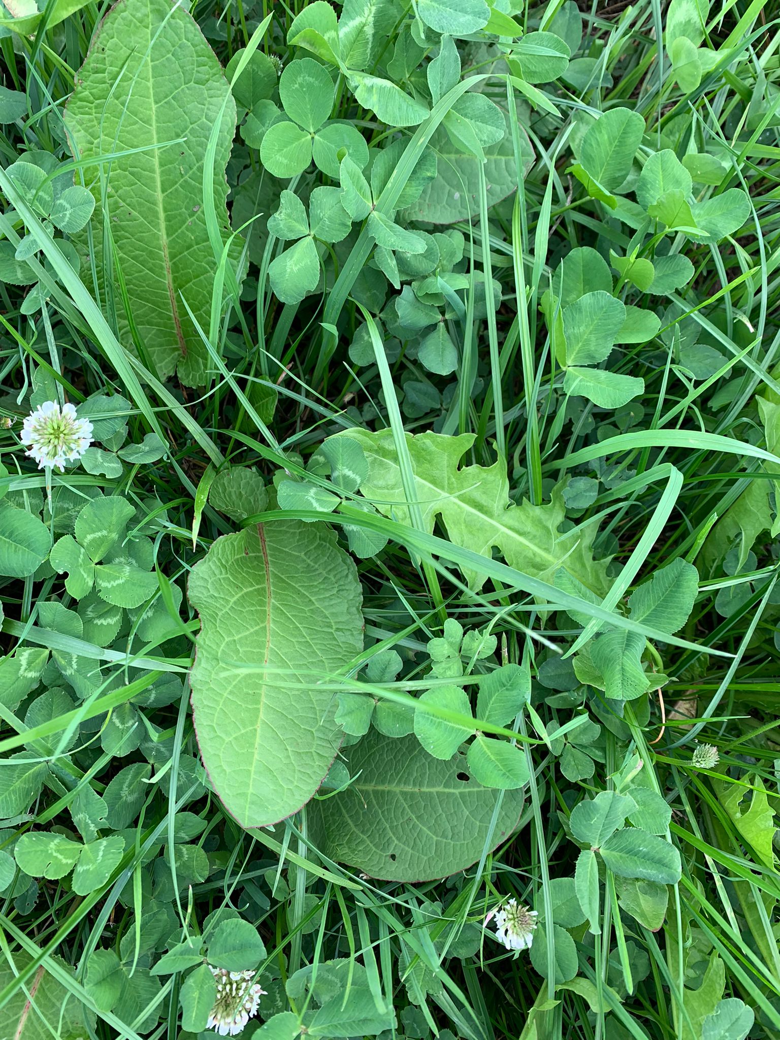 rumex - Roboflow Universe