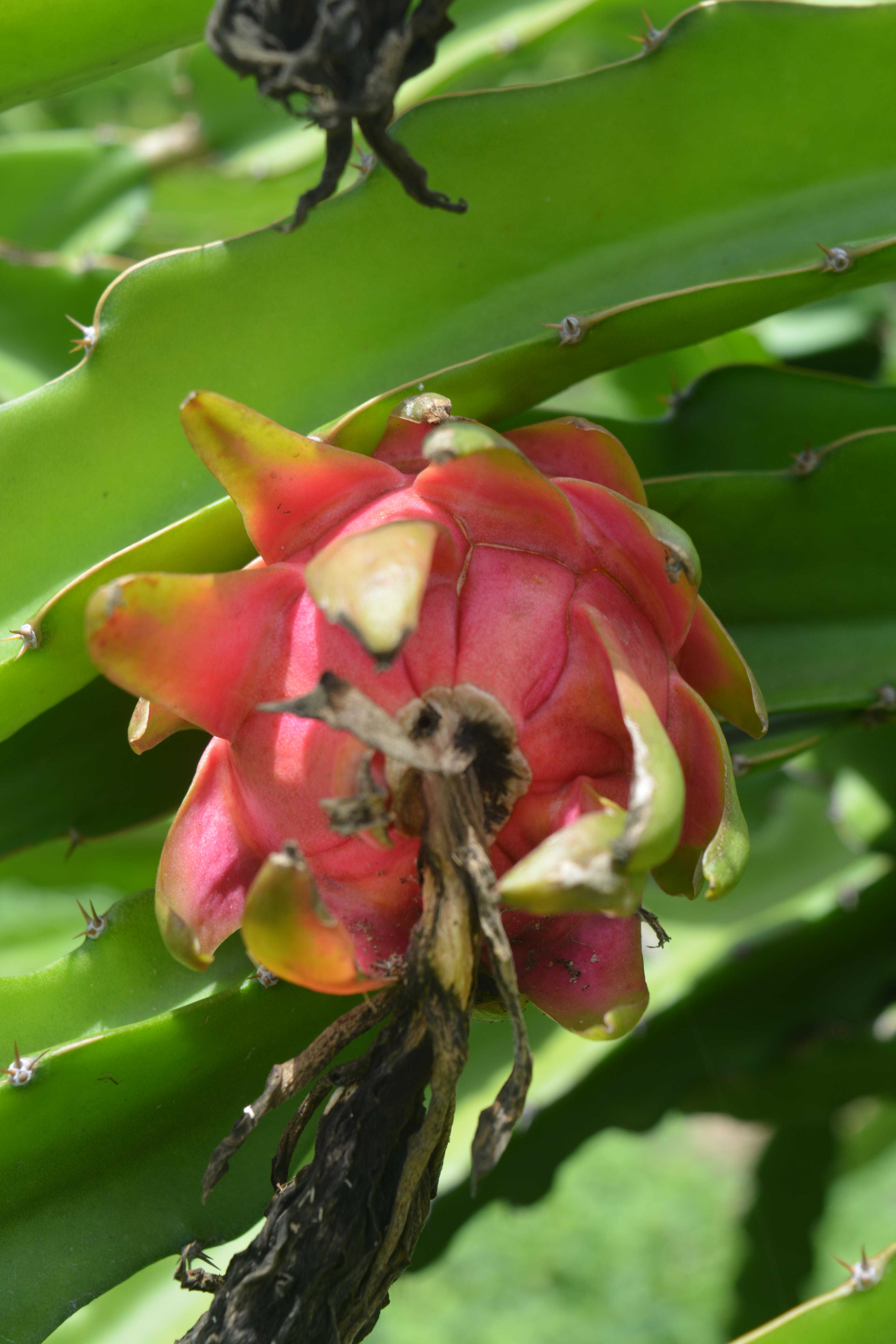 dragon fruit maturity detection Object Detection Dataset by new ...